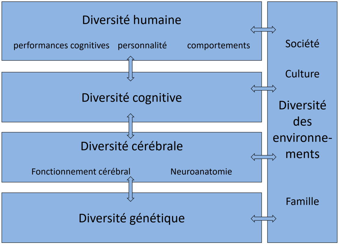 Comment appréhender la diversité cognitive de l’humanité ? – Ramus Méninges